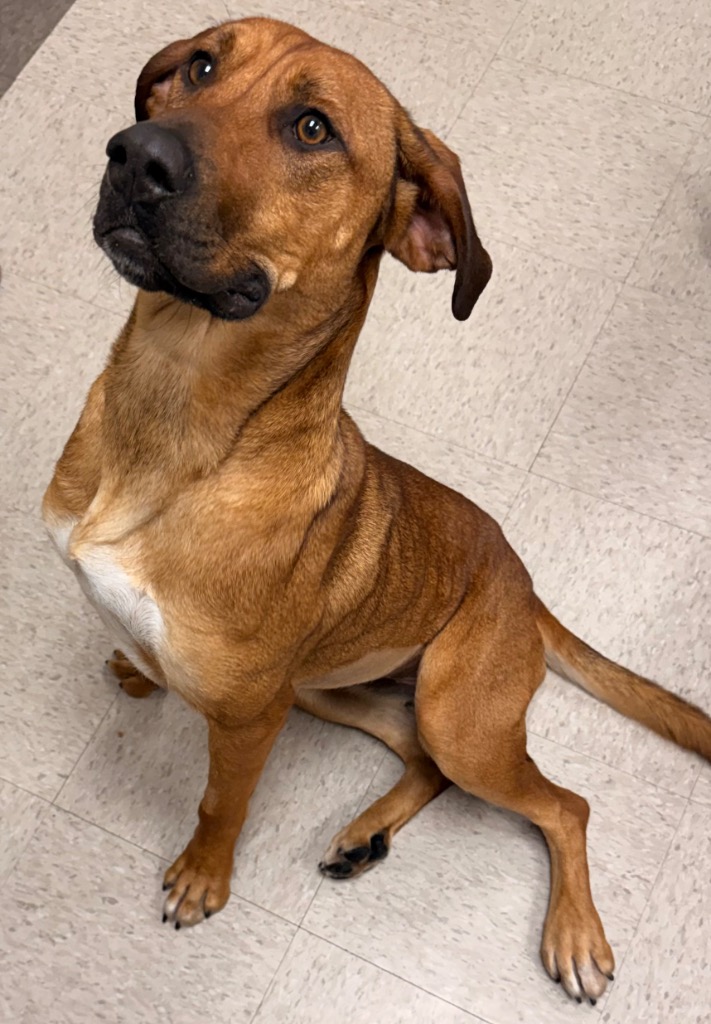 Champagne - Fort Defiance Humane Society | Fort Defiance, OH